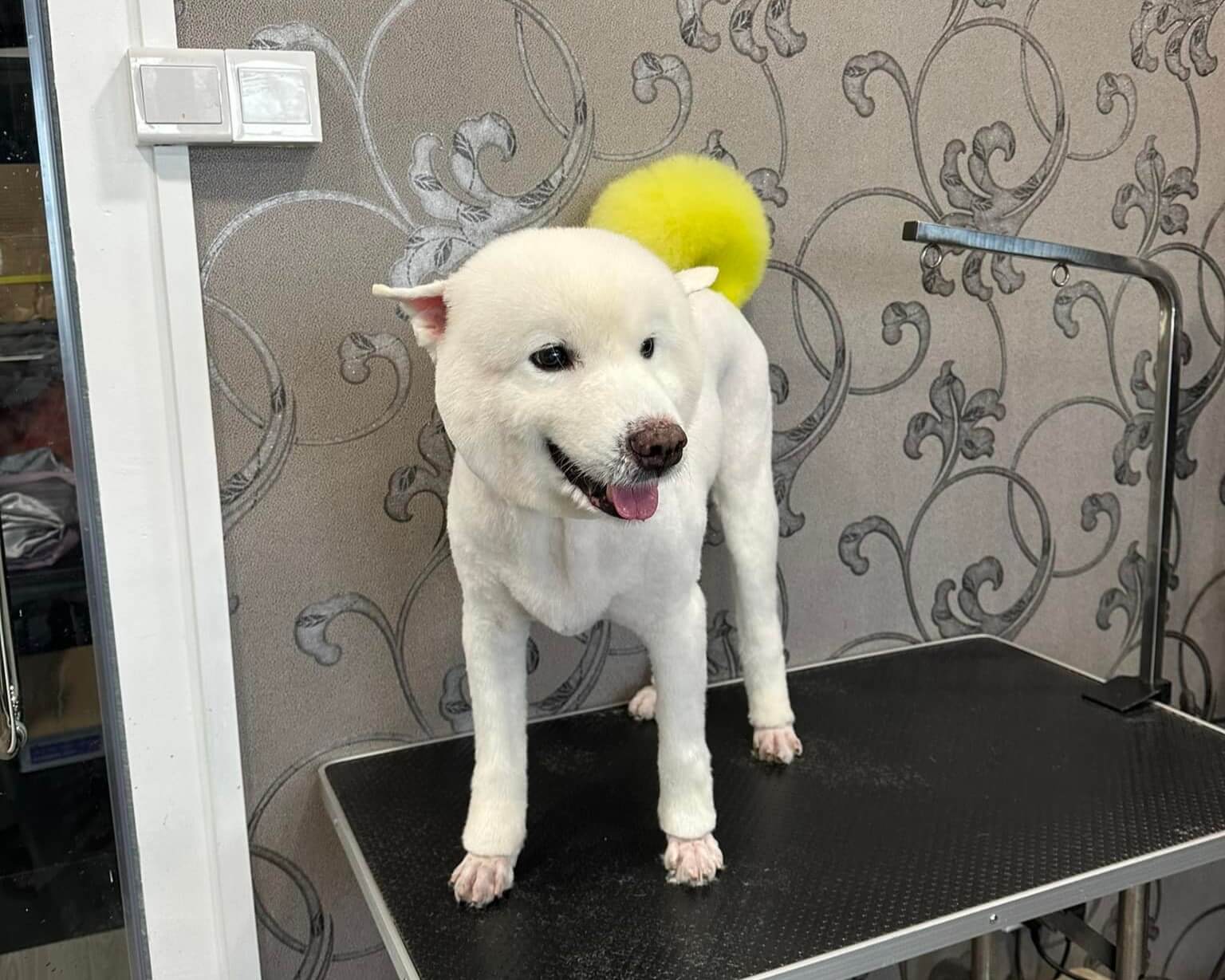 4 Best Pet Grooming In Jurong To Pamper Your Furball (2025)